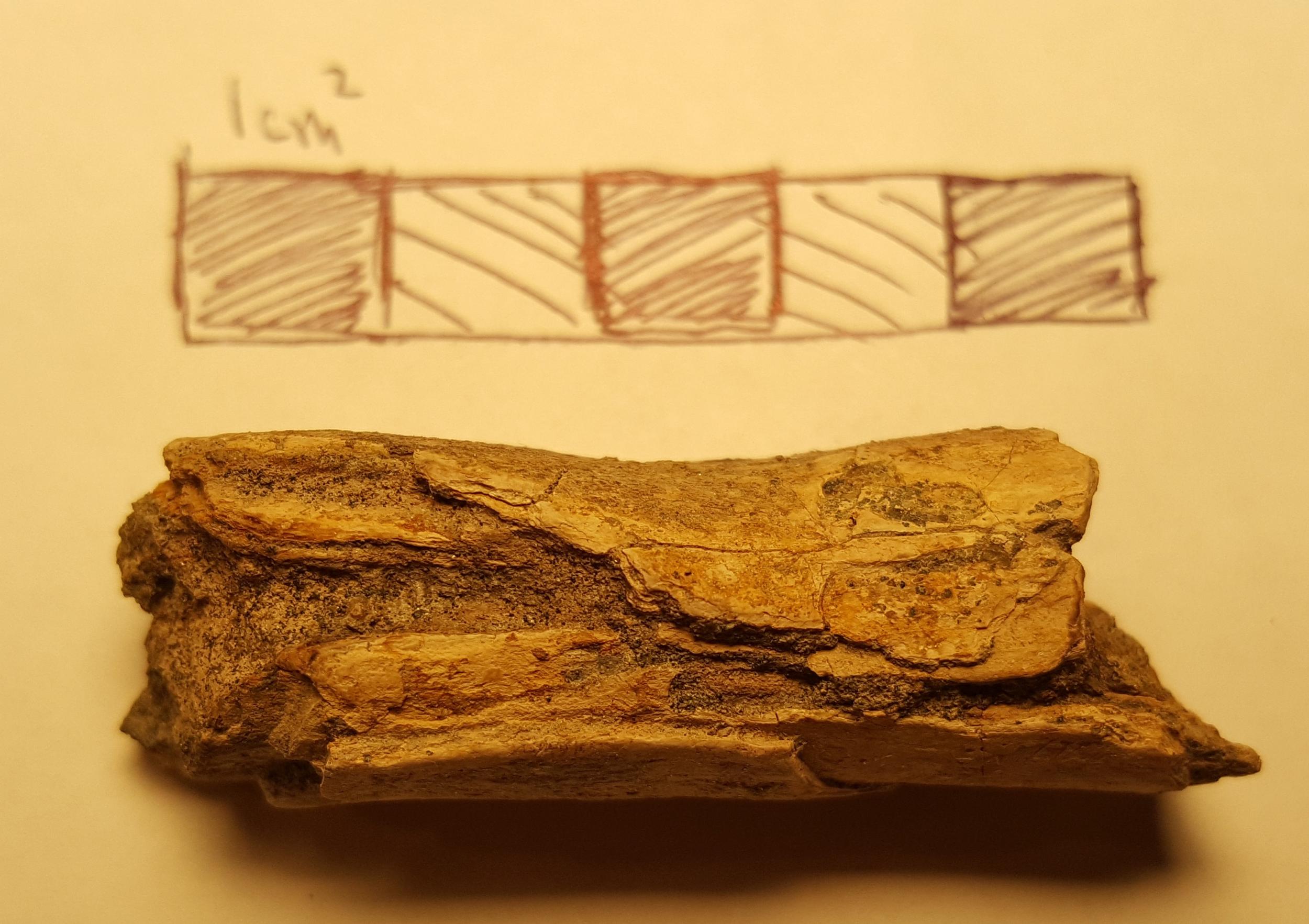 West Tennessee Cretaceous Bone? - Fossil ID - The Fossil Forum
