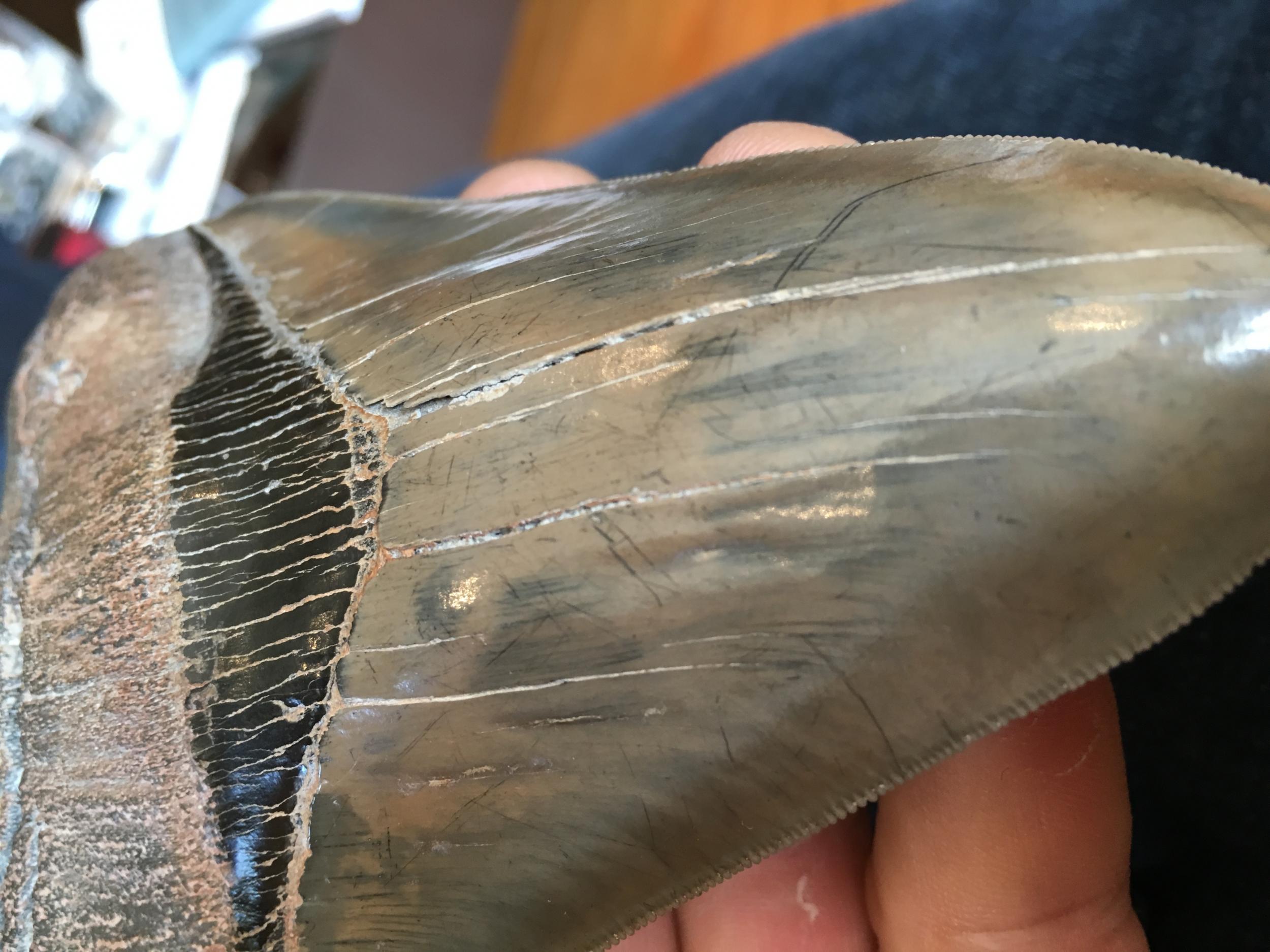 meg tooth - Is It Real? How to Recognize Fossil Fabrications - The ...