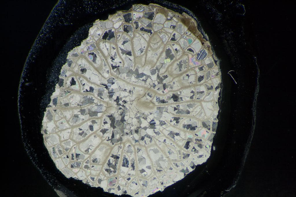 Crinoid Stems In Thin Section - Micro-paleontology - The Fossil Forum