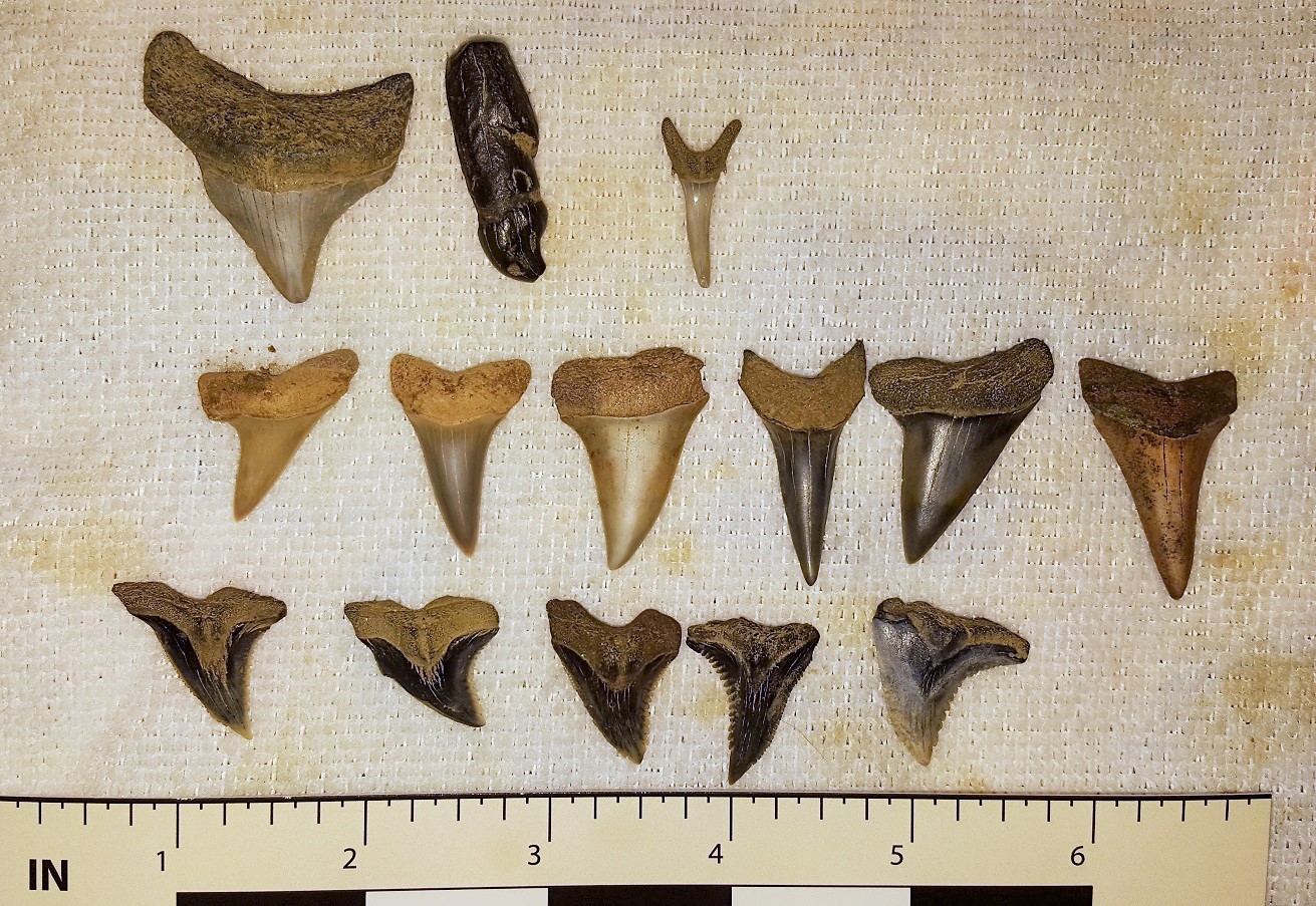 Central VA River Hunting - Fossil Hunting Trips - The Fossil Forum