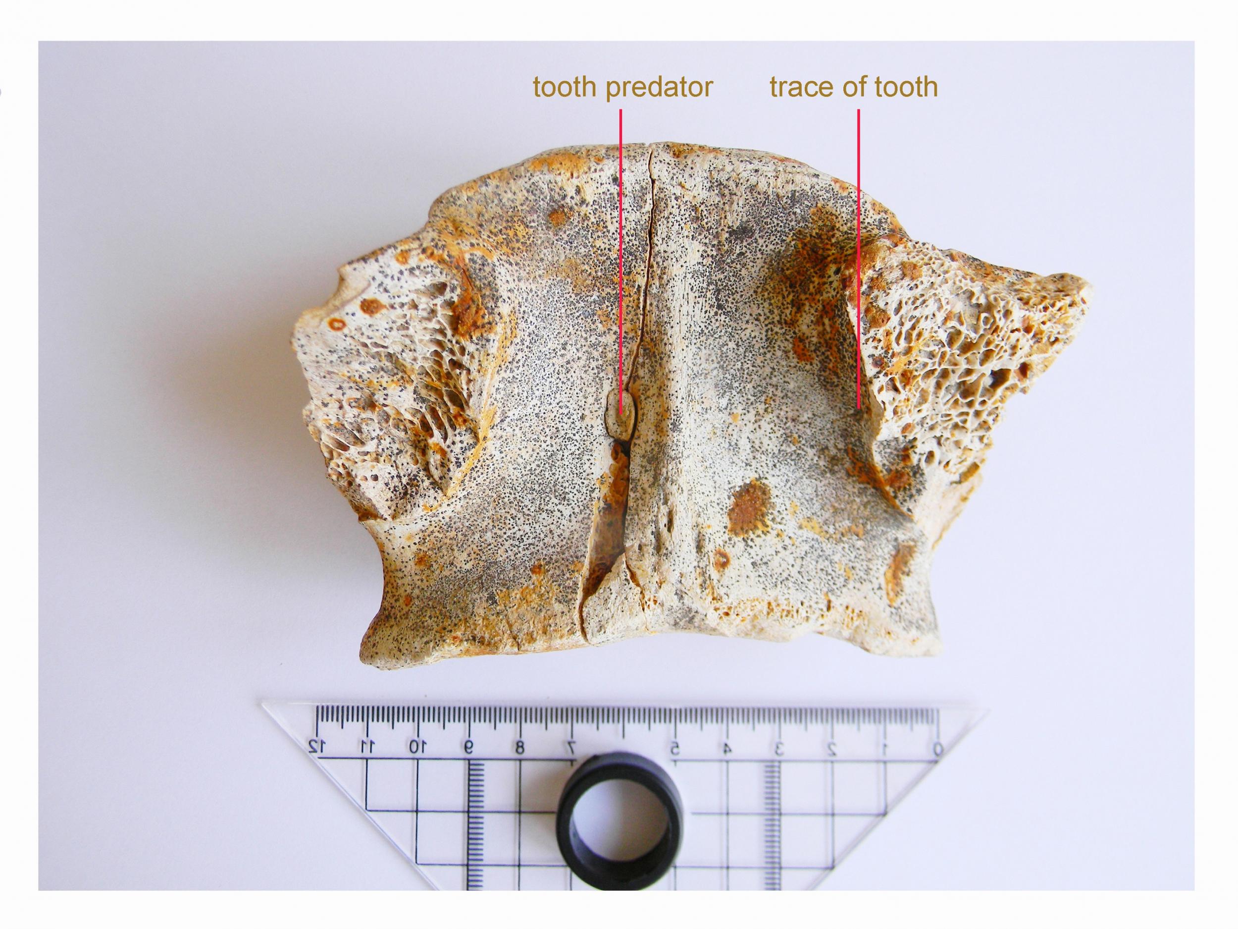 Tooth predator in the spine. - Fossil ID - The Fossil Forum
