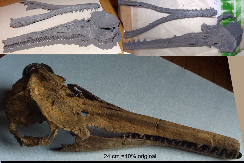 3d-printed skull of dolphin Isthminia Panamensis - Paleo Re-creations ...