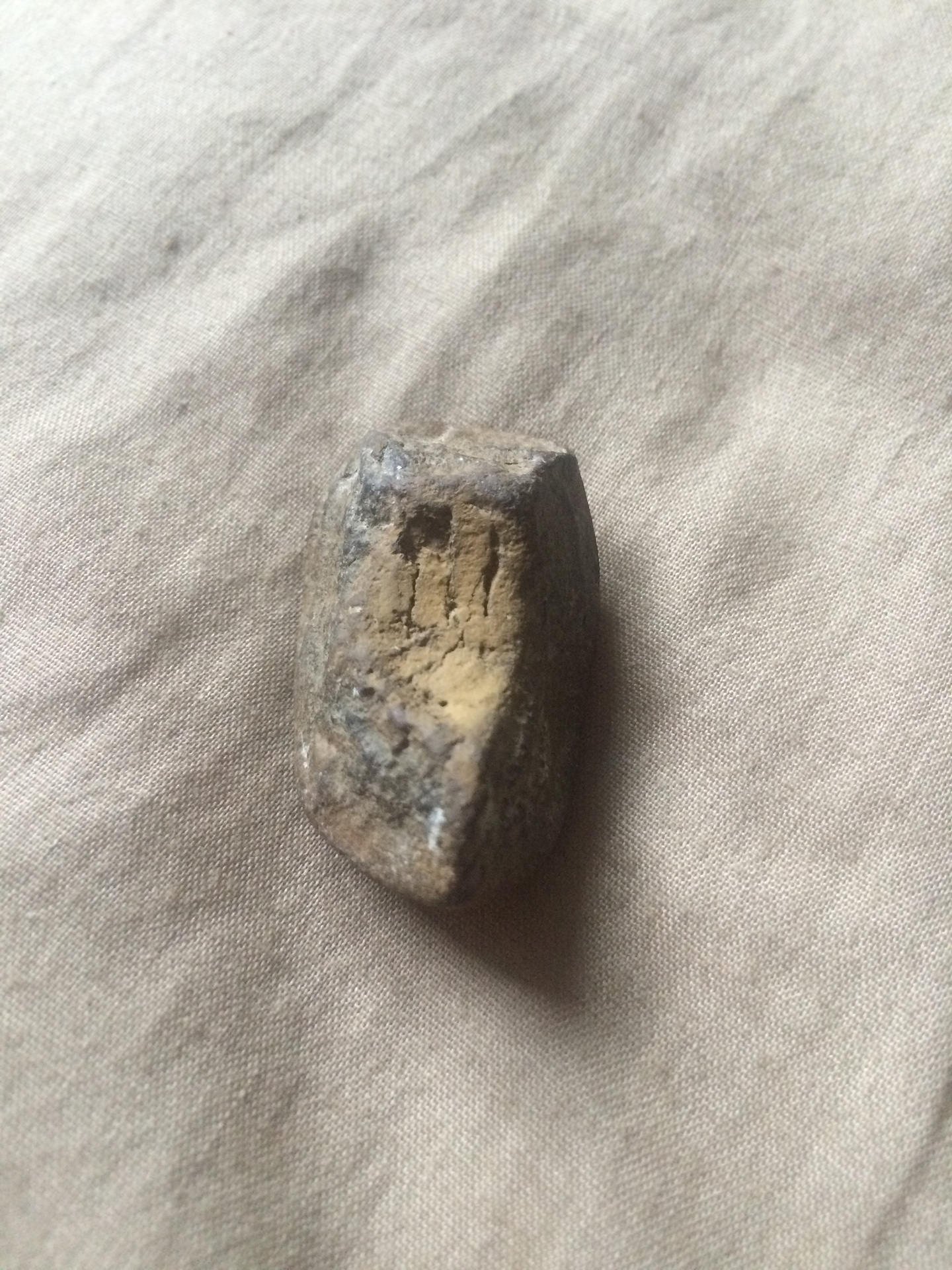 Fossilized Nut? - Fossil ID - The Fossil Forum