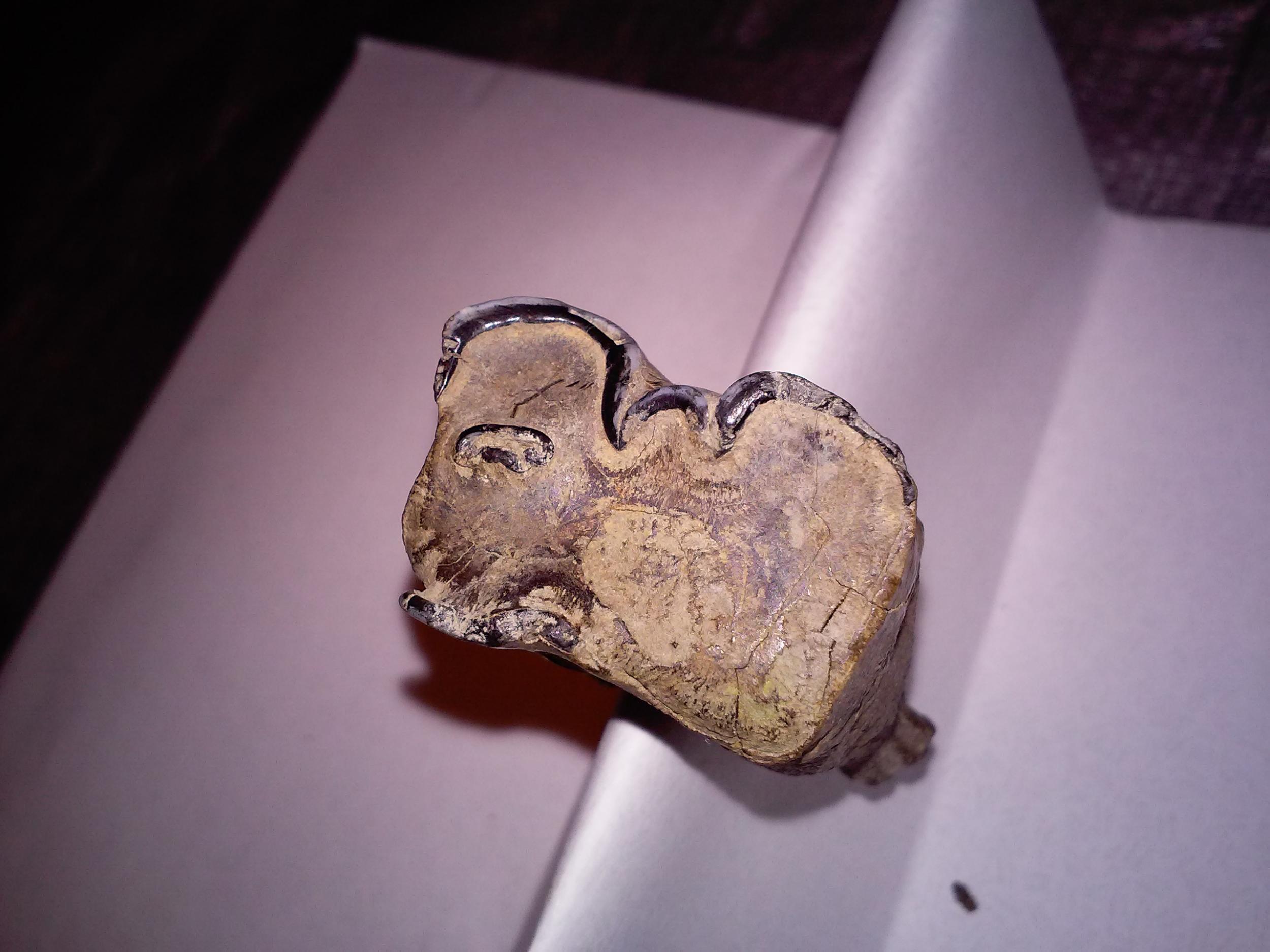 River bed tooth - Fossil ID - The Fossil Forum