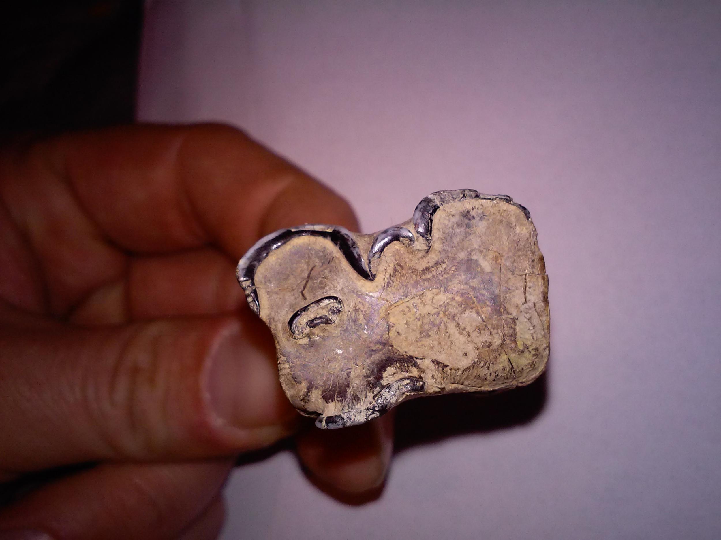 River bed tooth - Fossil ID - The Fossil Forum