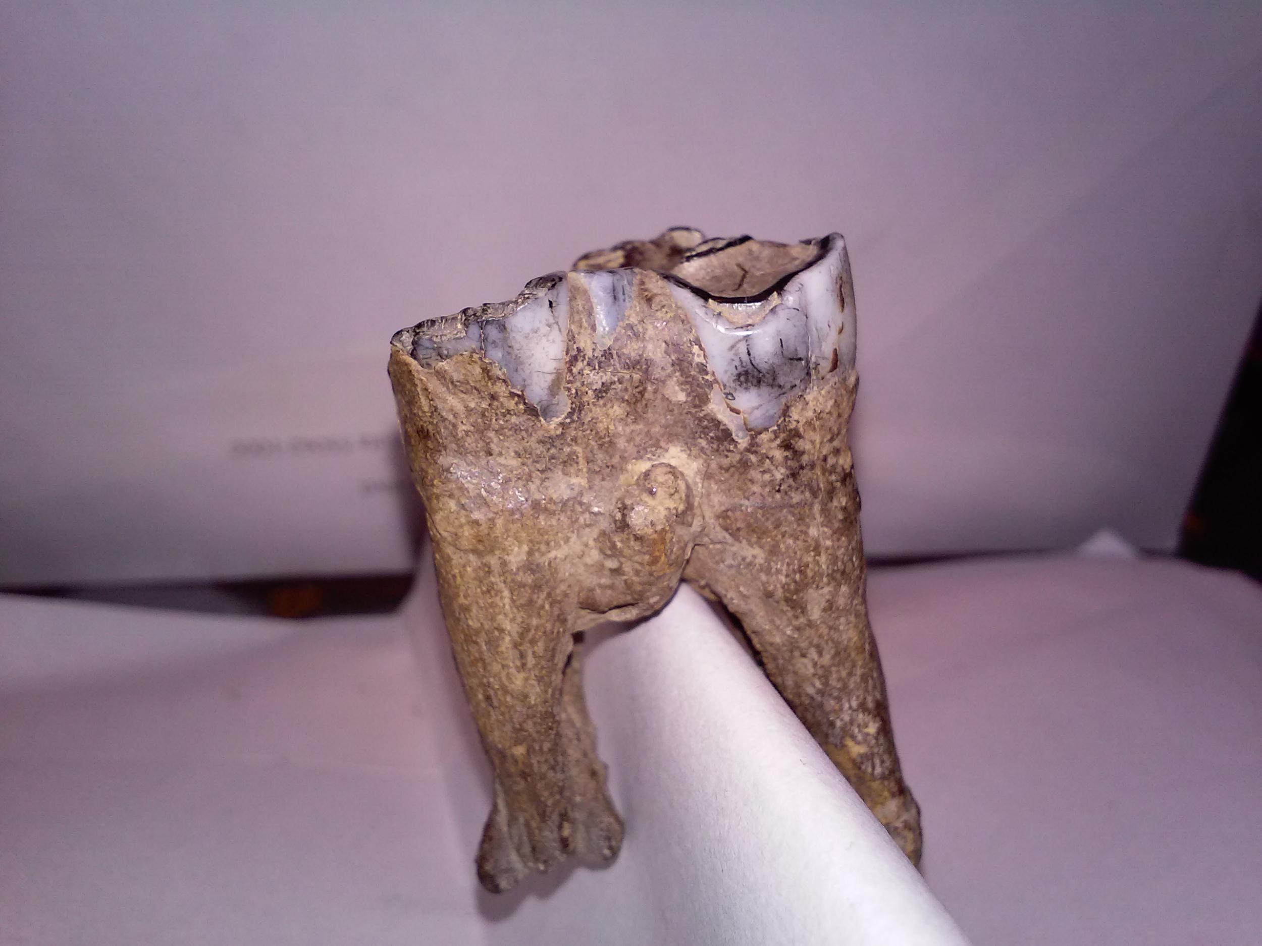 River bed tooth - Fossil ID - The Fossil Forum