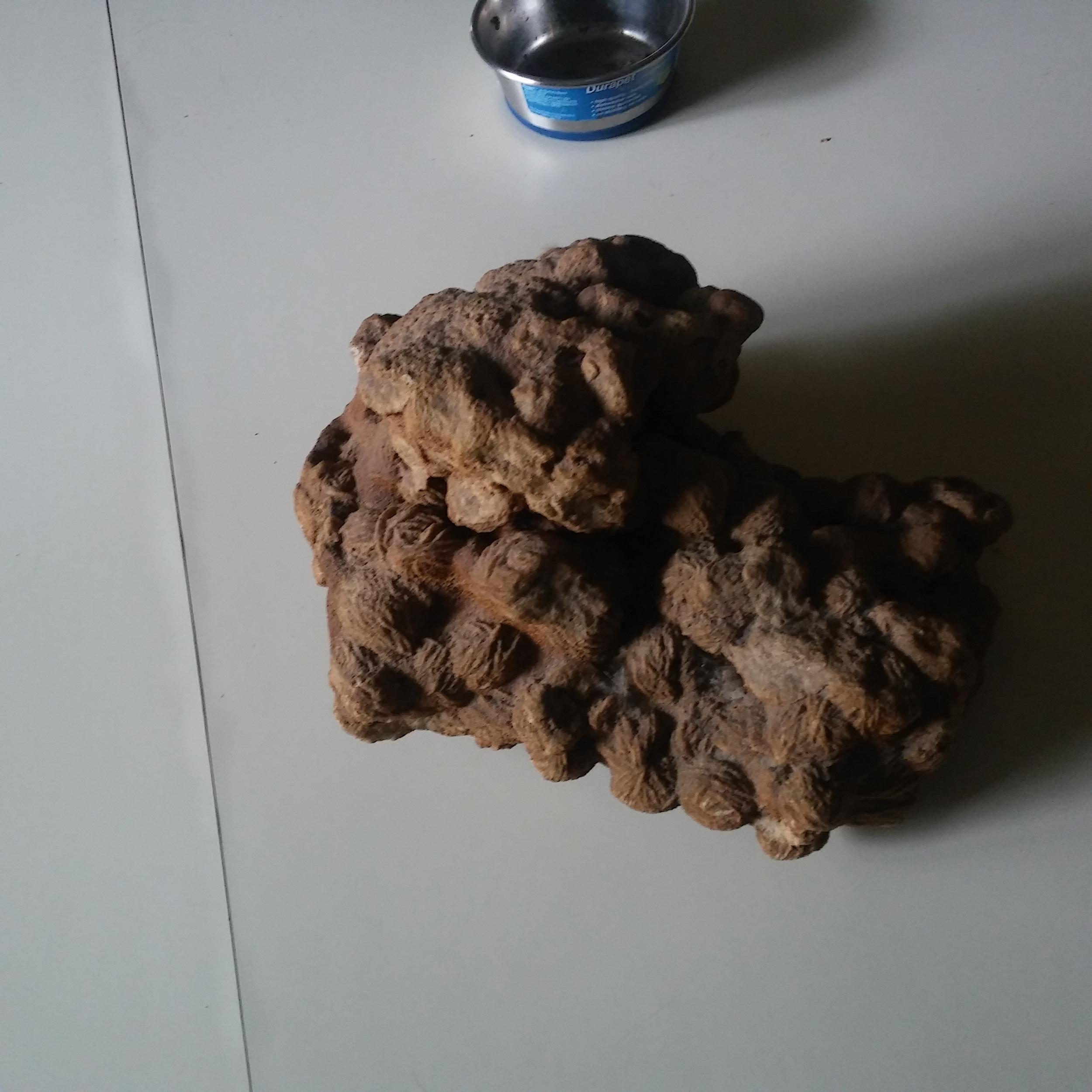 Fossilized walnut clump - General Fossil Discussion - The Fossil Forum