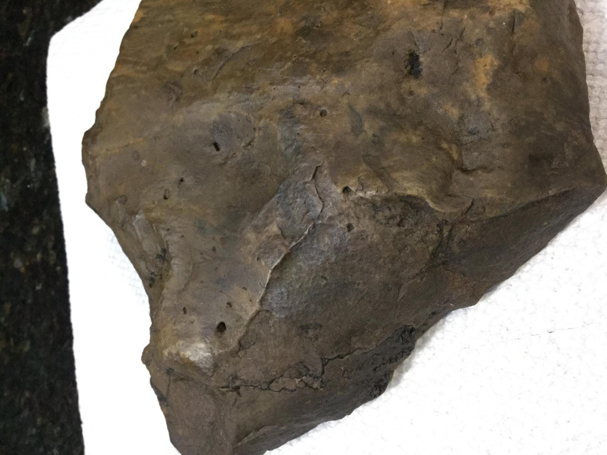 Petrified Bone? - Fossil ID - The Fossil Forum