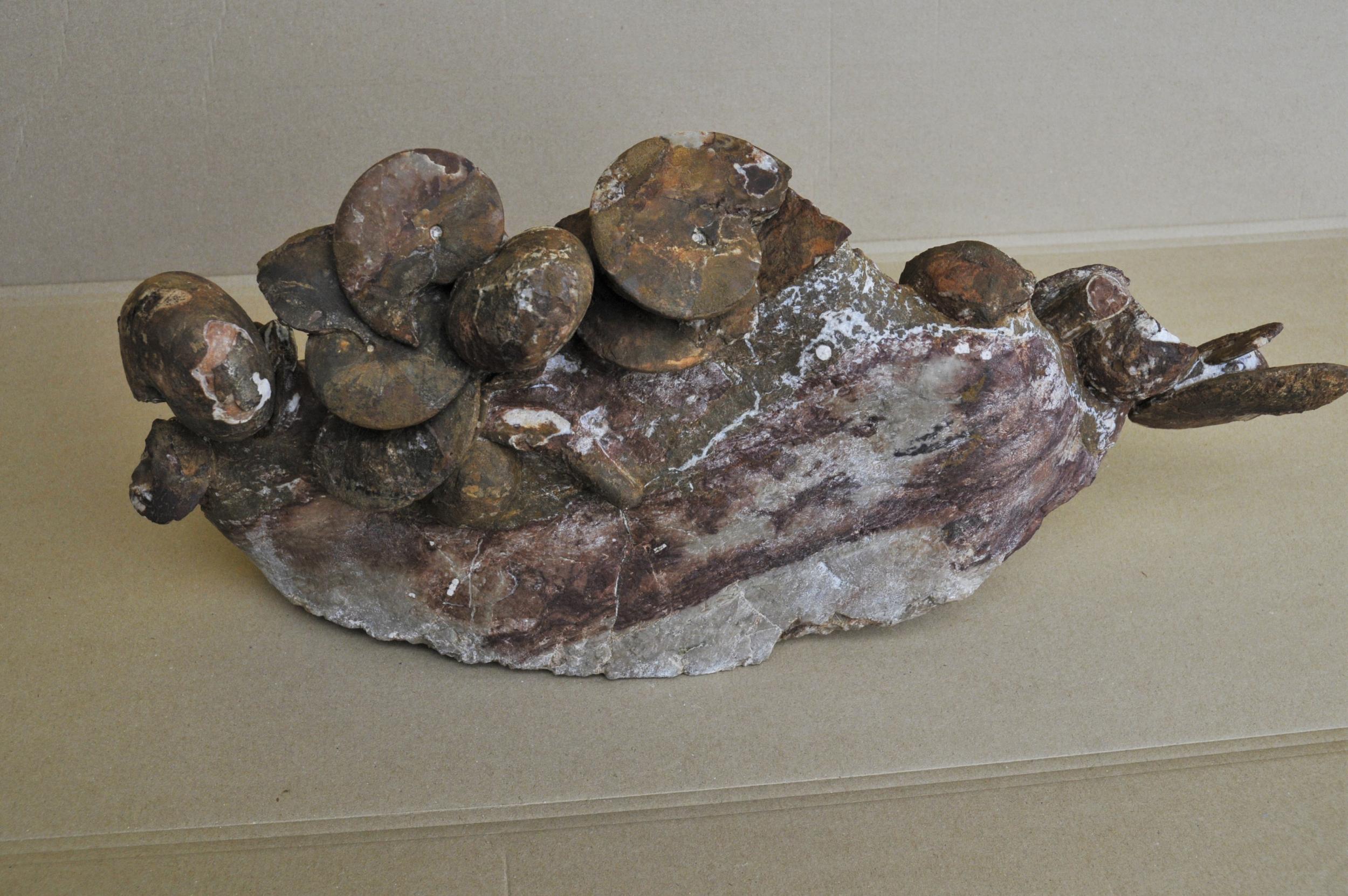 Winterwork Finish - Fossil Preparation - The Fossil Forum