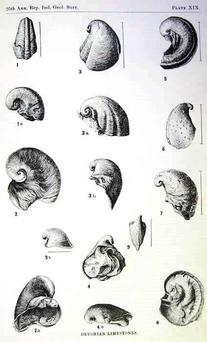 Squished Conularid? - Fossil ID - The Fossil Forum