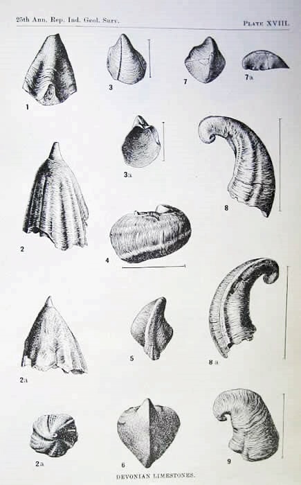 Squished Conularid? - Fossil ID - The Fossil Forum