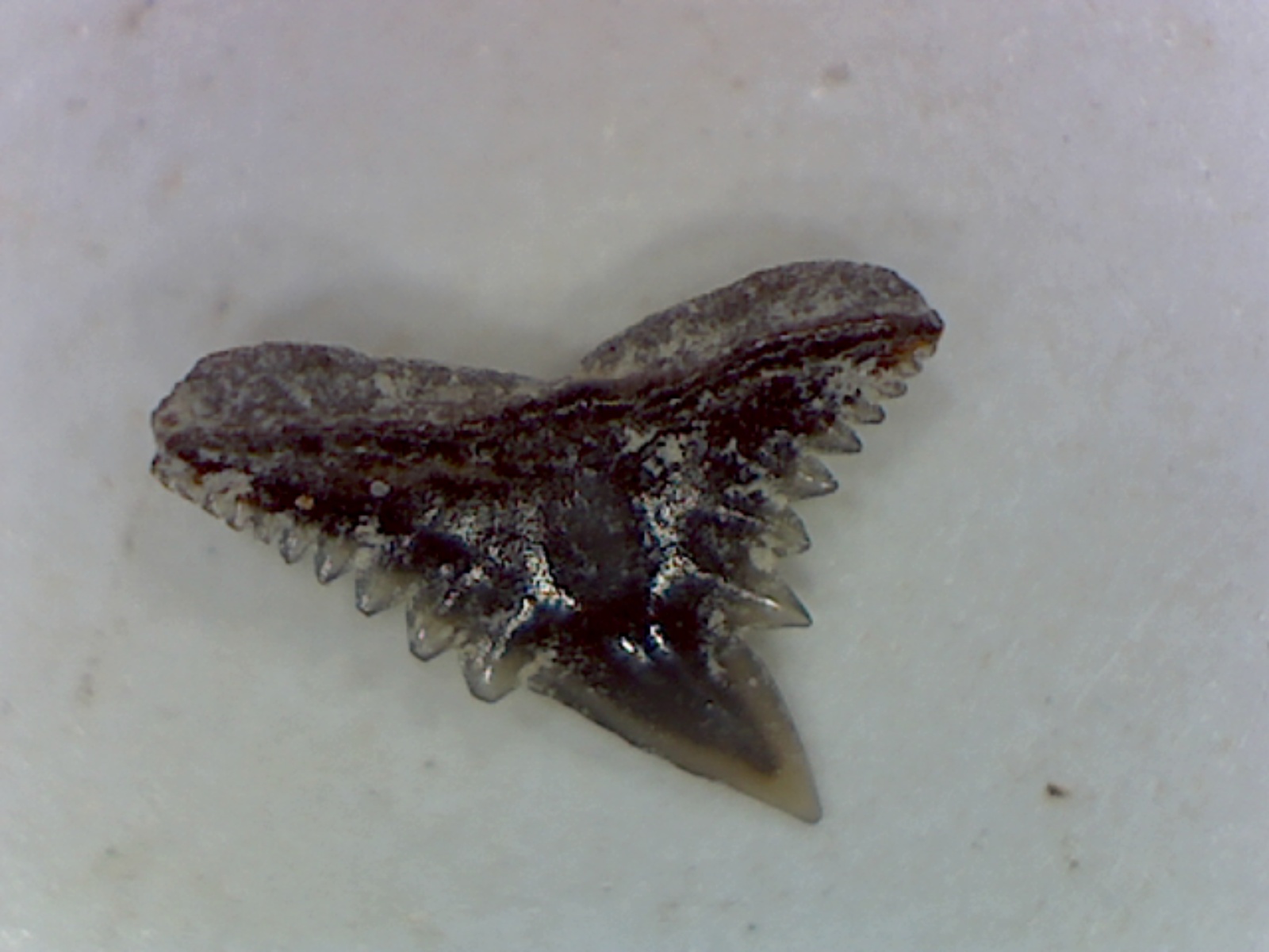 Eocene Castle Hayne Formation Micro teeth Questions - Fossil ID - The ...