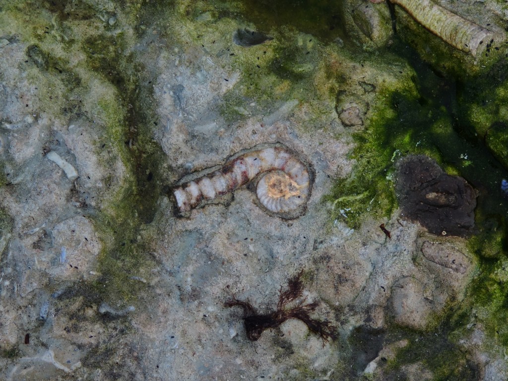 Strange shape Ordovician Sweden - Fossil ID - The Fossil Forum