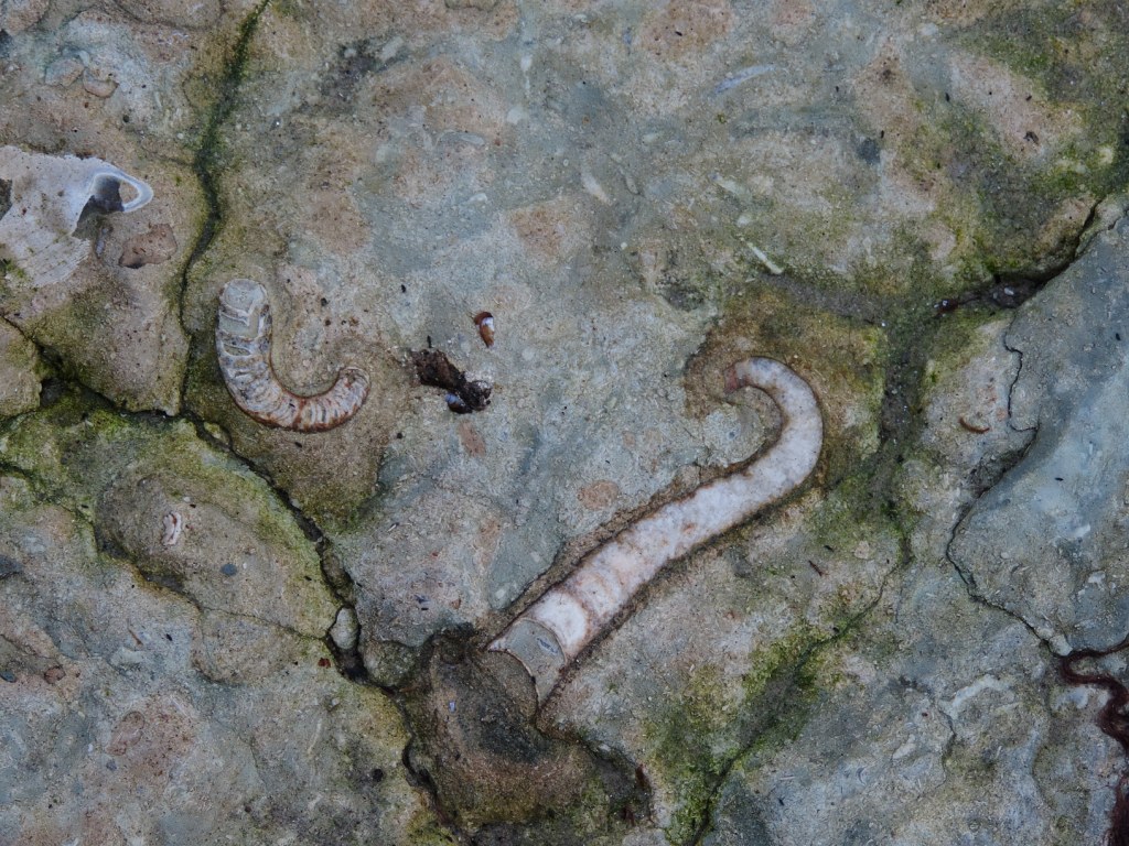 Strange shape Ordovician Sweden - Fossil ID - The Fossil Forum