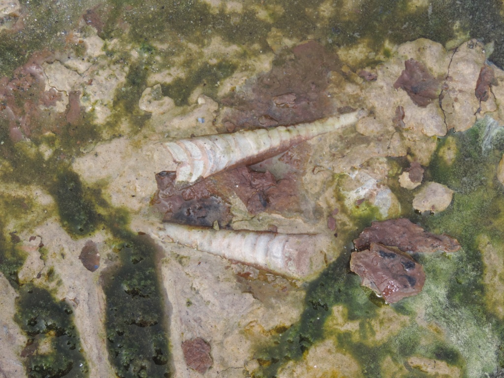 Strange shape Ordovician Sweden - Fossil ID - The Fossil Forum