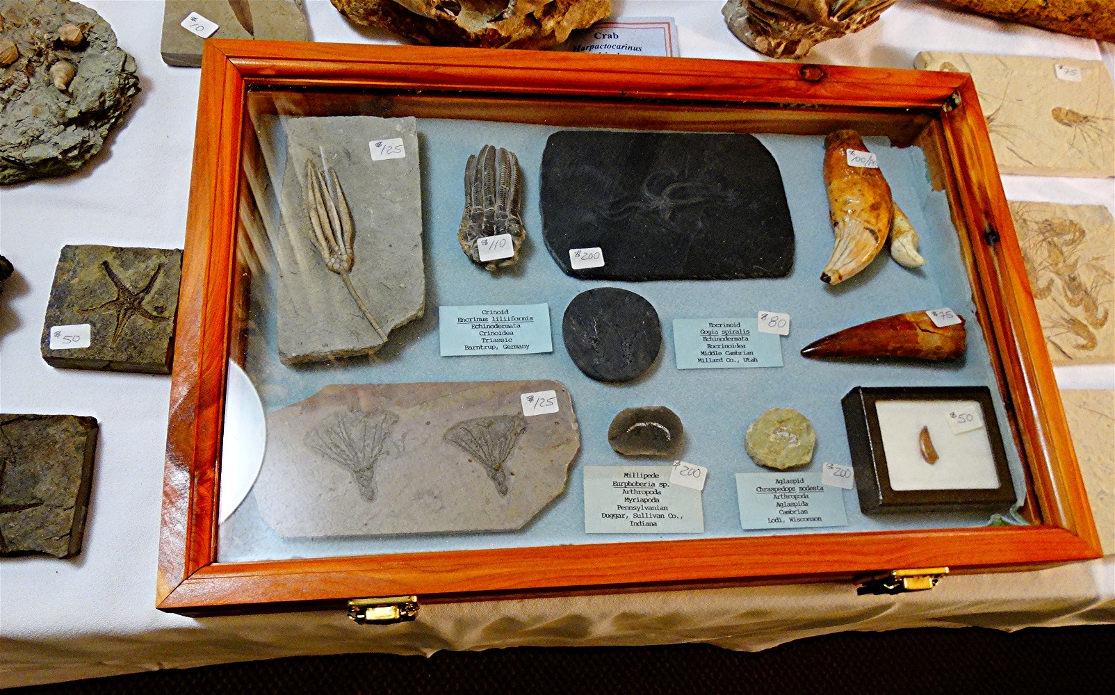 Some pics of my room at the MAPS fossil show - General Fossil ...