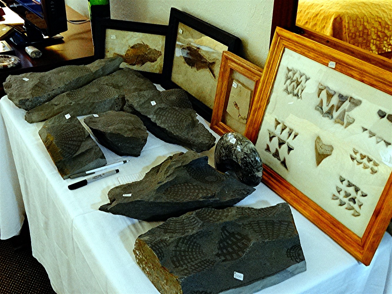 Some pics of my room at the MAPS fossil show - General Fossil ...