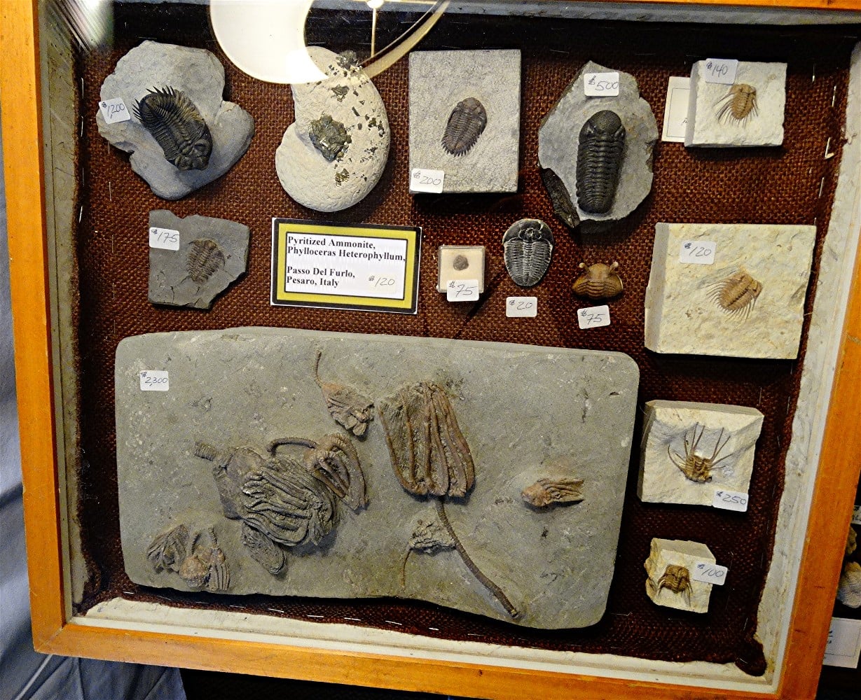 Some pics of my room at the MAPS fossil show - General Fossil ...