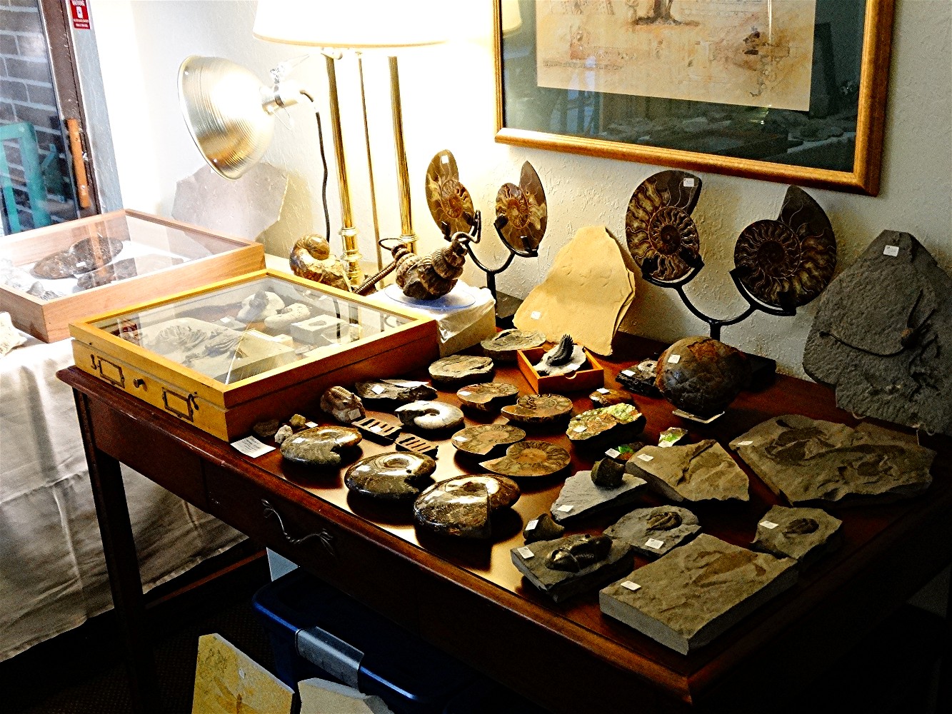 Some pics of my room at the MAPS fossil show - General Fossil ...