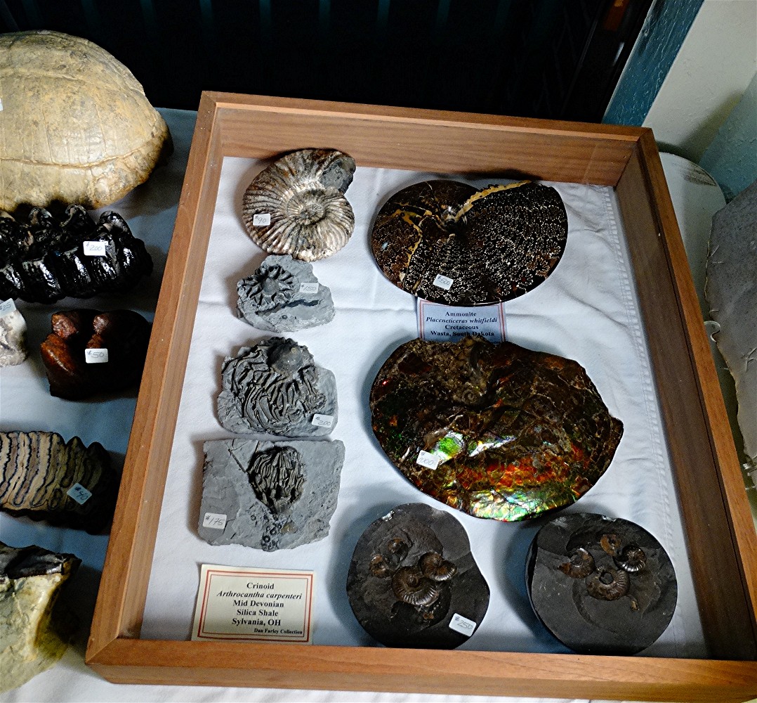 Some pics of my room at the MAPS fossil show - General Fossil ...