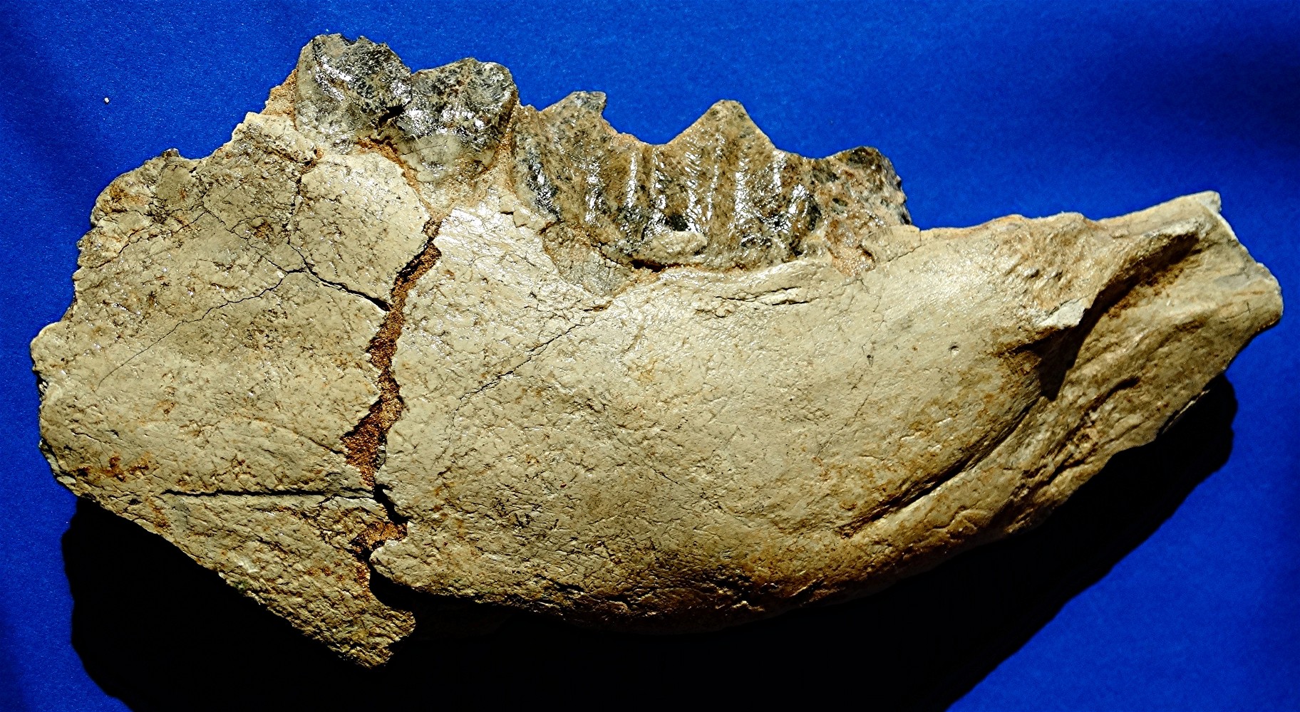 Fossil Jaw Oligocene - Fossil ID - The Fossil Forum