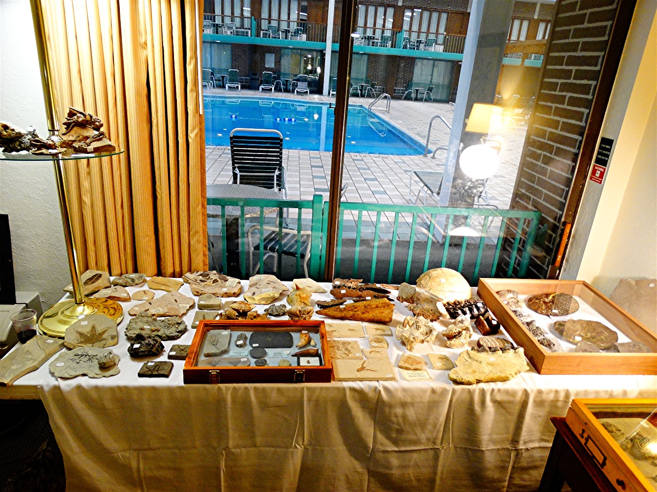 Some pics of my room at the MAPS fossil show - General Fossil ...