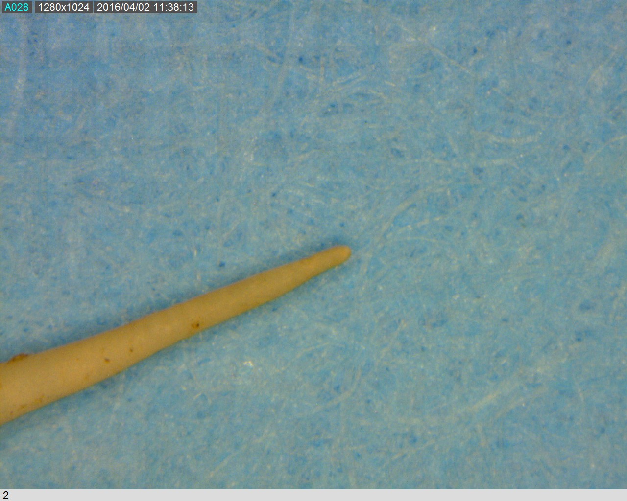 My Most Perfect Creseis simplex (Meyer) - Micro-paleontology - The ...
