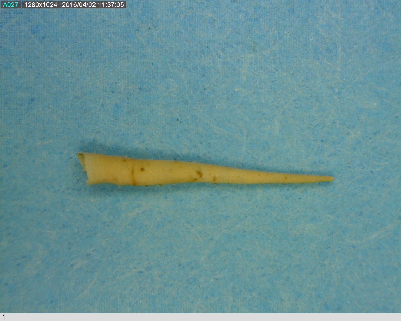 My Most Perfect Creseis simplex (Meyer) - Micro-paleontology - The ...