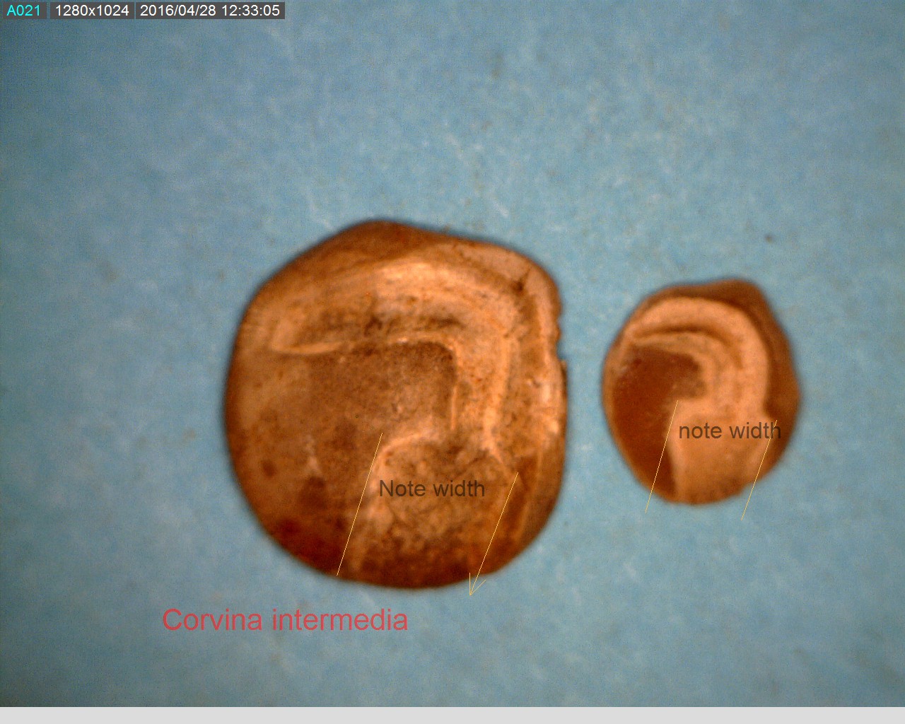 Texas Eocene Fish Otoliths - General Fossil Discussion - The Fossil Forum