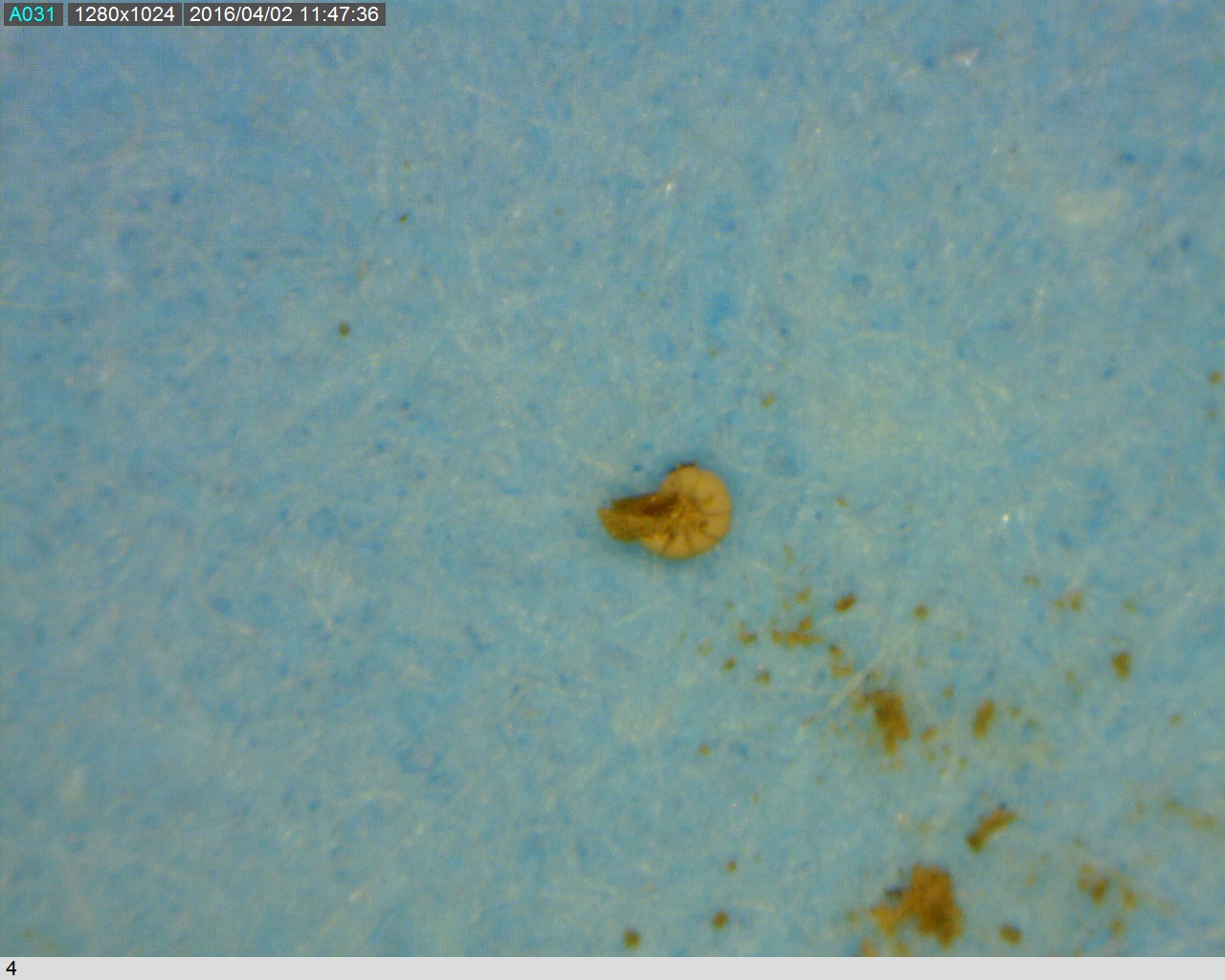 My Most Perfect Creseis simplex (Meyer) - Micro-paleontology - The ...