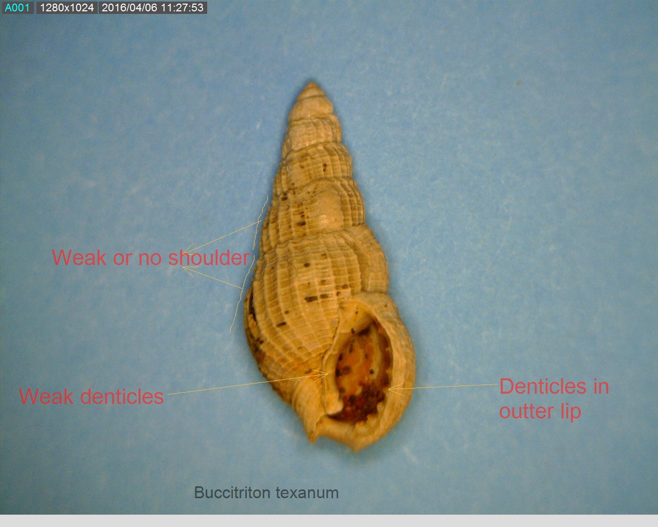 Buccitriton texanum and B. sagenum, Two Similar Fossil Snails - General ...