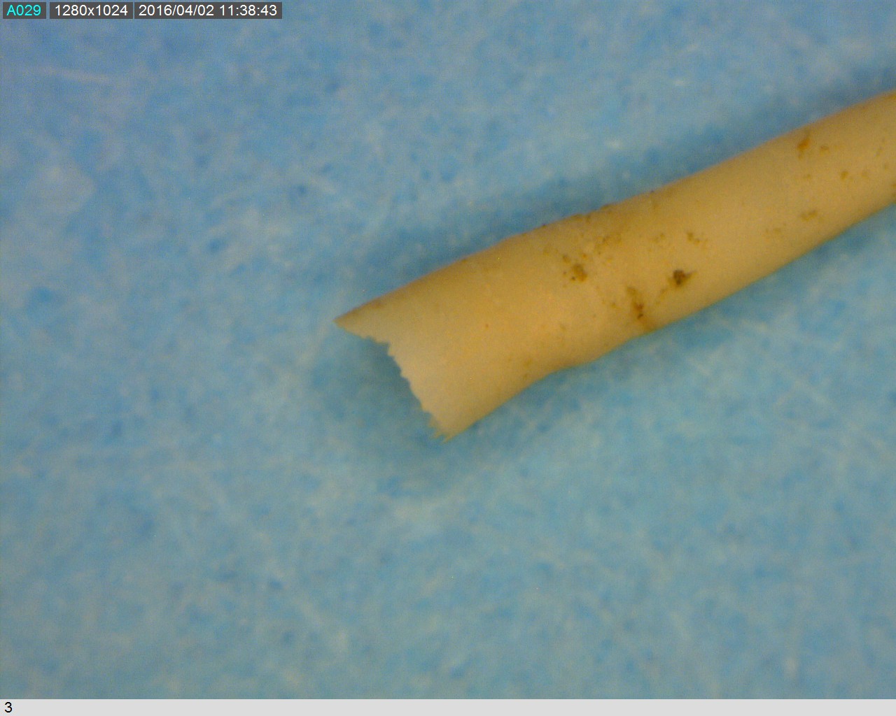 My Most Perfect Creseis simplex (Meyer) - Micro-paleontology - The ...
