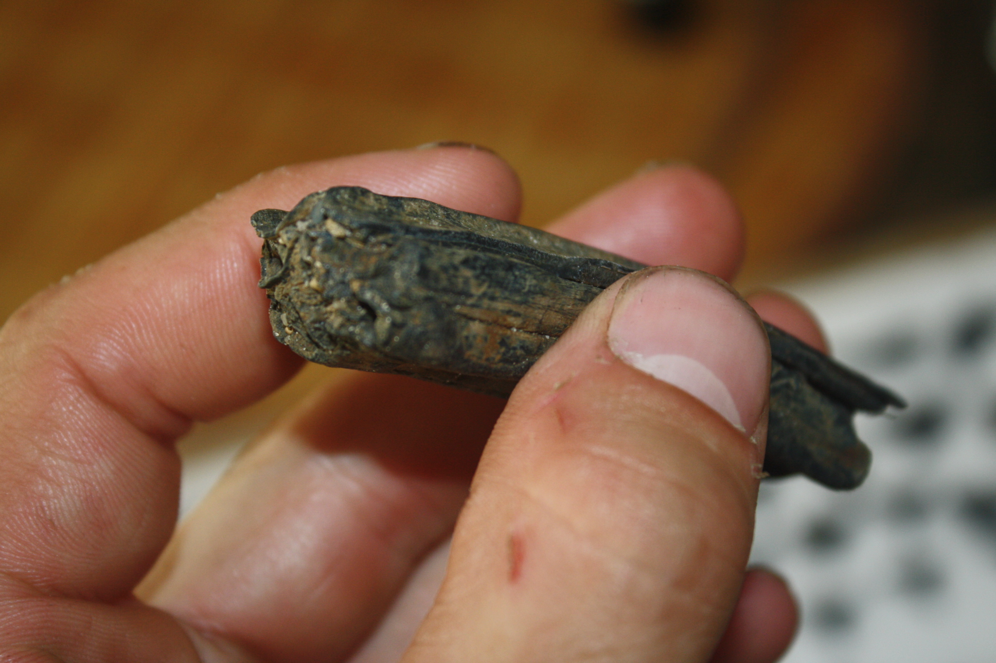 4-19-16 Peace River - Fossil Hunting Trips - The Fossil Forum