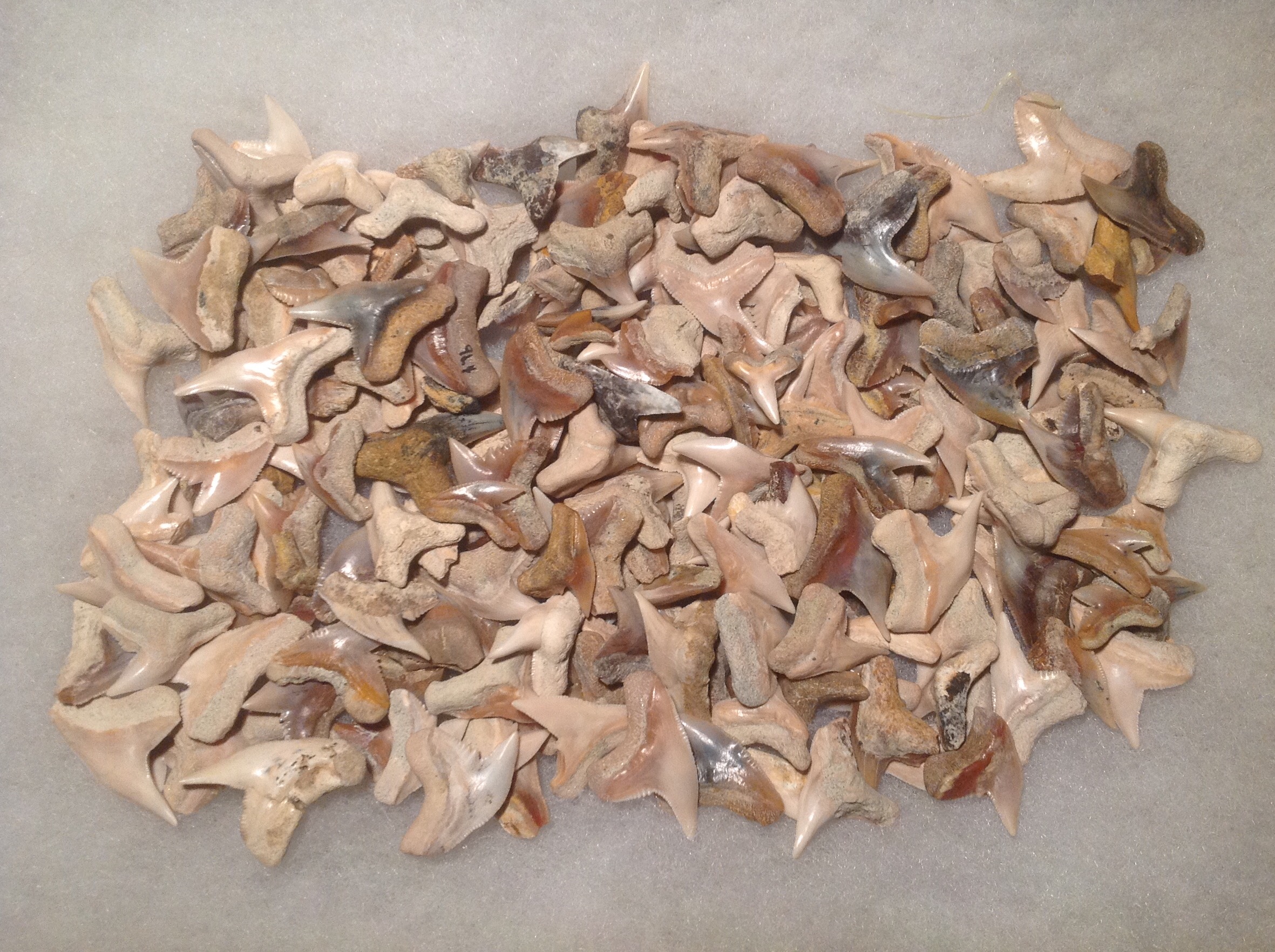 Tiger teeth - General Fossil Discussion - The Fossil Forum