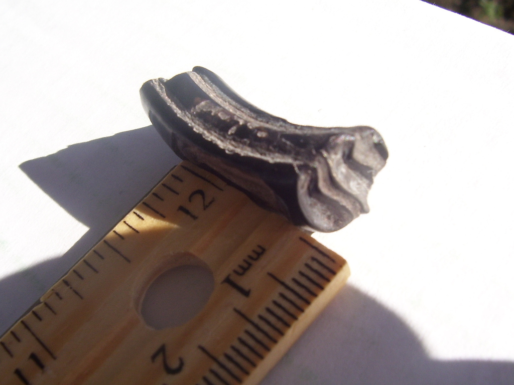 Castoroides - Fossil ID - The Fossil Forum