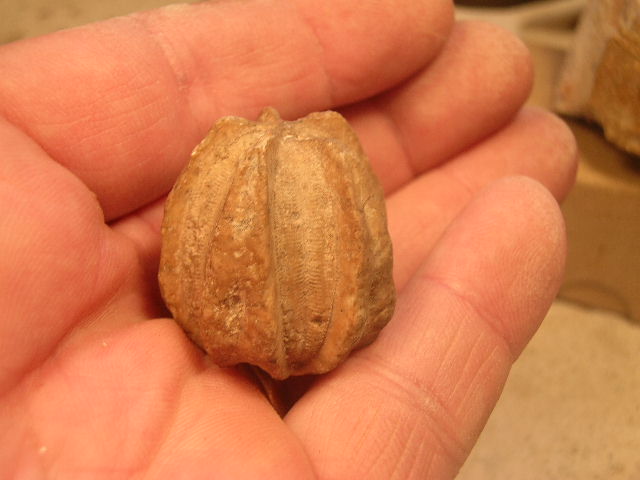 More Stuff! - General Fossil Discussion - The Fossil Forum
