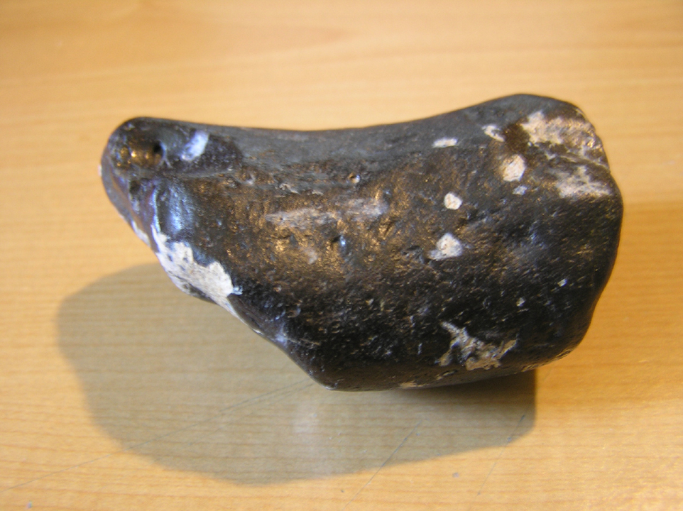Some Fossils - Fossil ID - The Fossil Forum