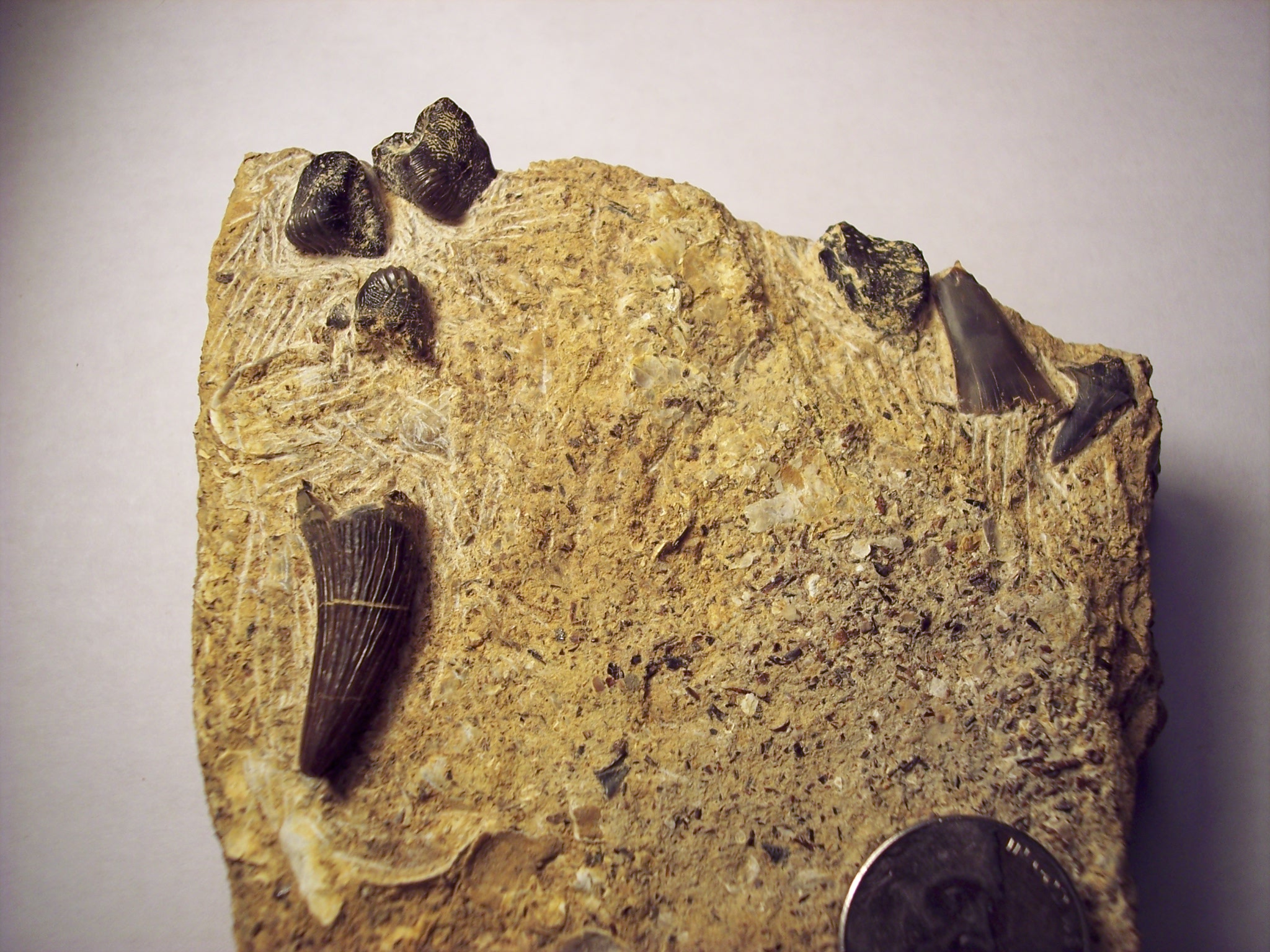My Favorite Piece - Member Collections - The Fossil Forum