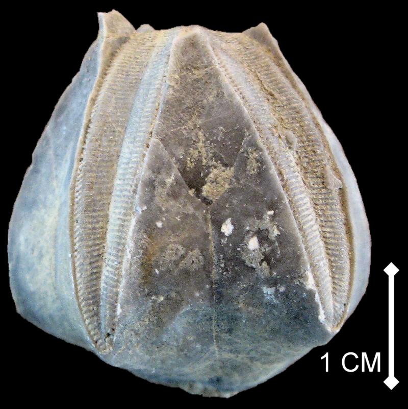 Large Blastoids - Fossil Hunting Trips - The Fossil Forum