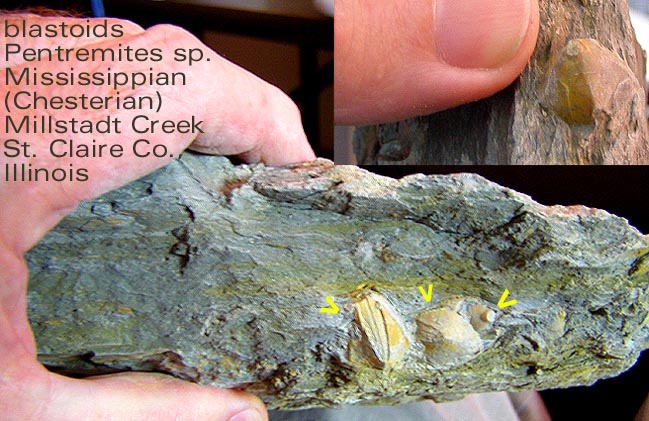 Large Blastoids - Fossil Hunting Trips - The Fossil Forum
