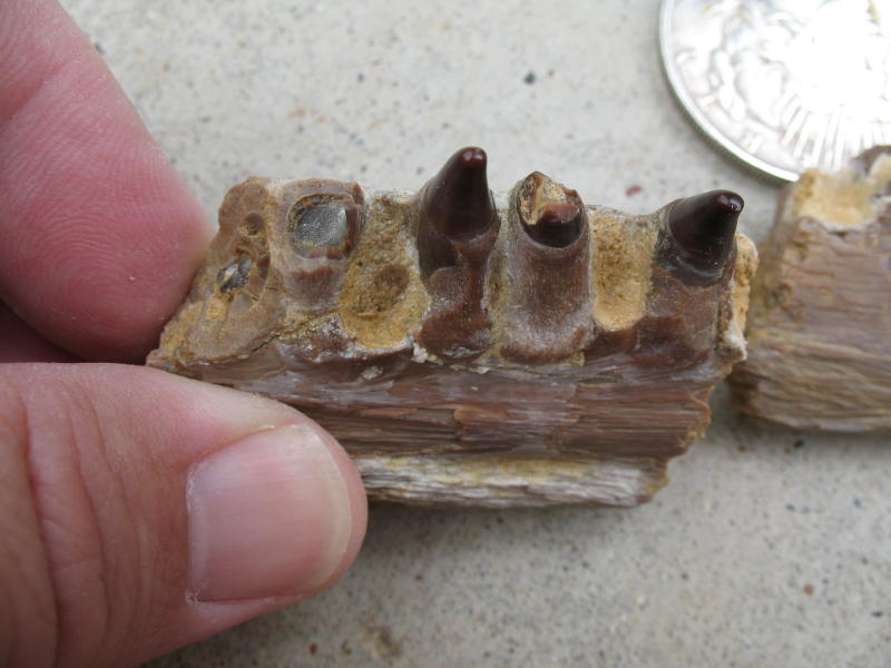 Jaw Bone Id - Fossil ID - The Fossil Forum