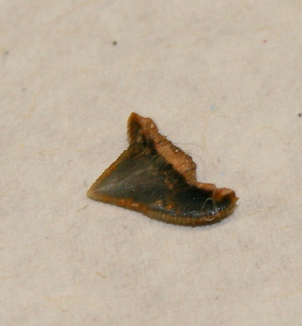 Missouri Shark Tooth - Fossil ID - The Fossil Forum