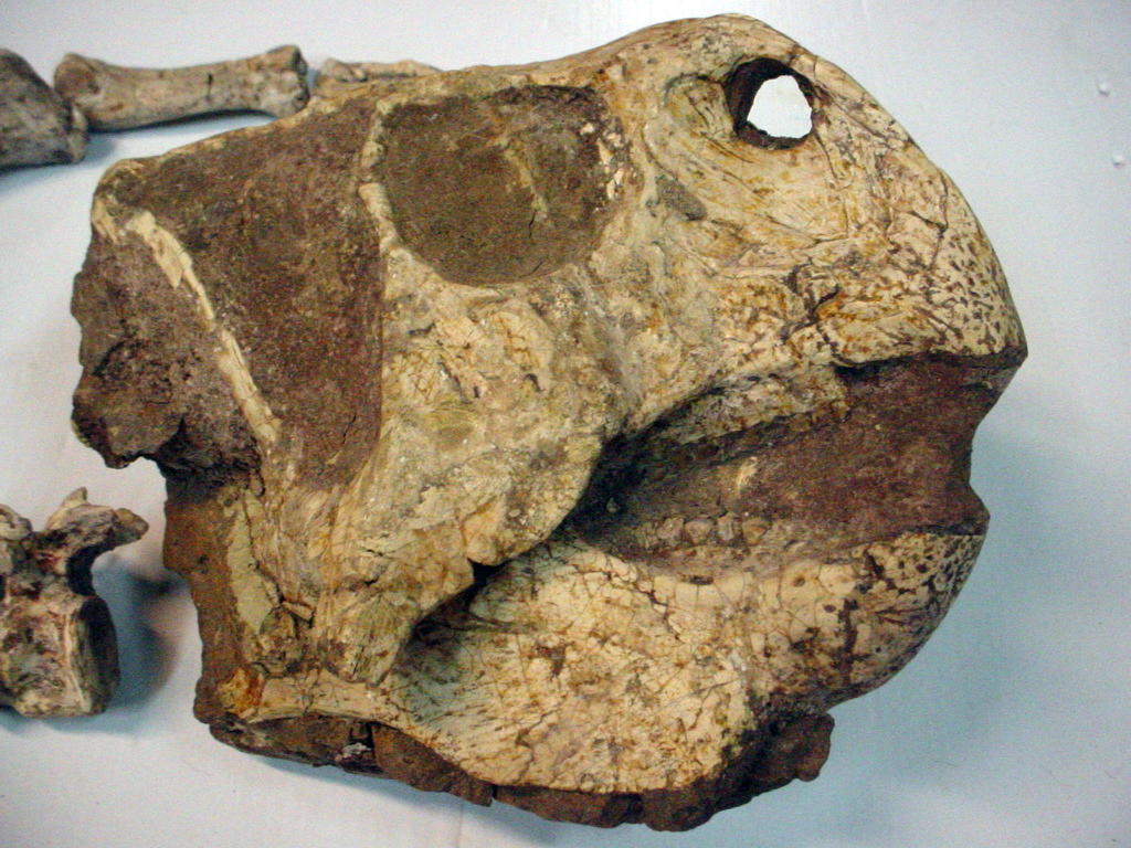 Psittacosaurus Species - Questions & Answers - The Fossil Forum