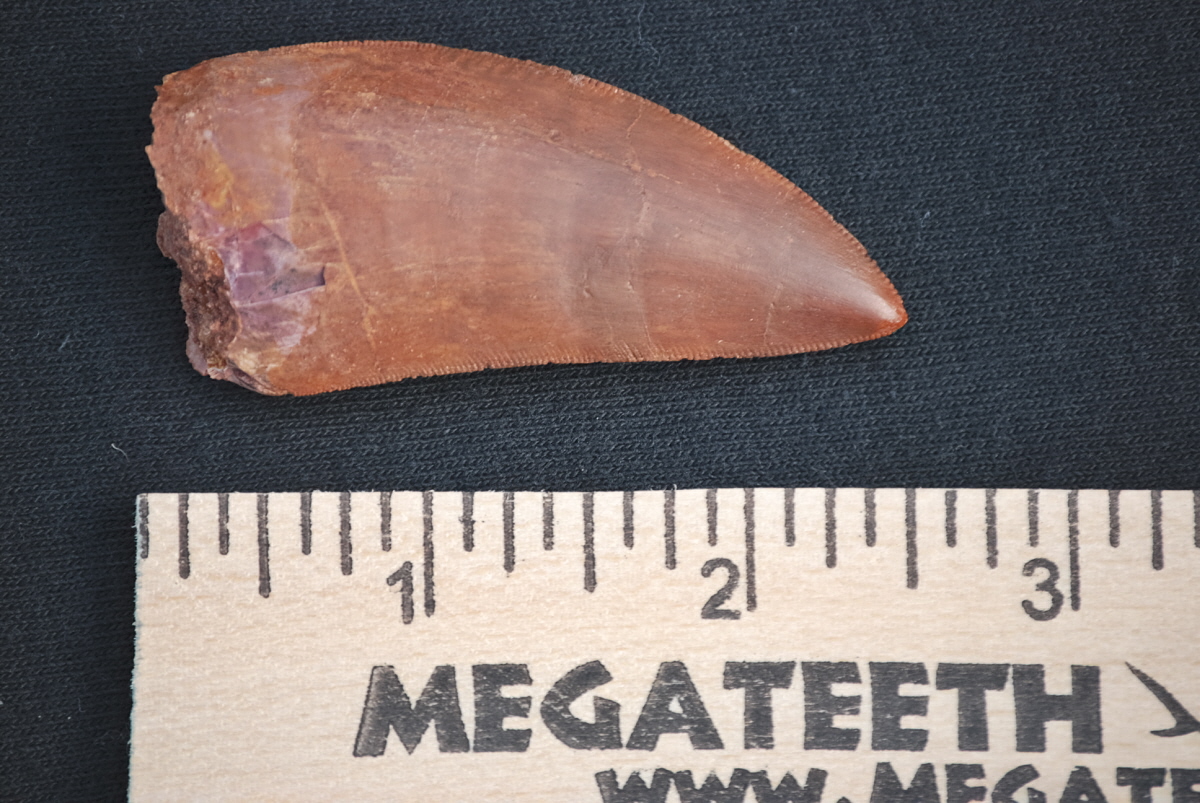 Tooth Id - Deltadromeus Agilis? - Fossil ID - The Fossil Forum