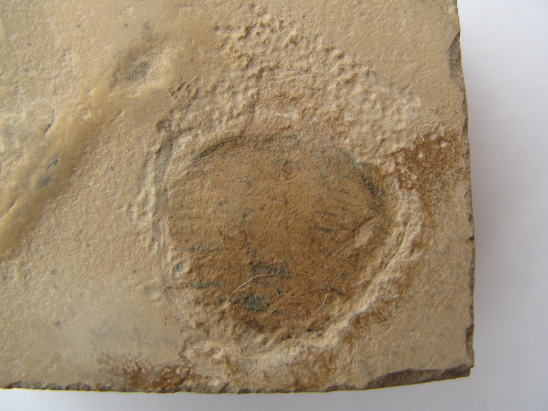 Weird Cambrian Fossil From Weeks Formation - Fossil ID - The Fossil Forum