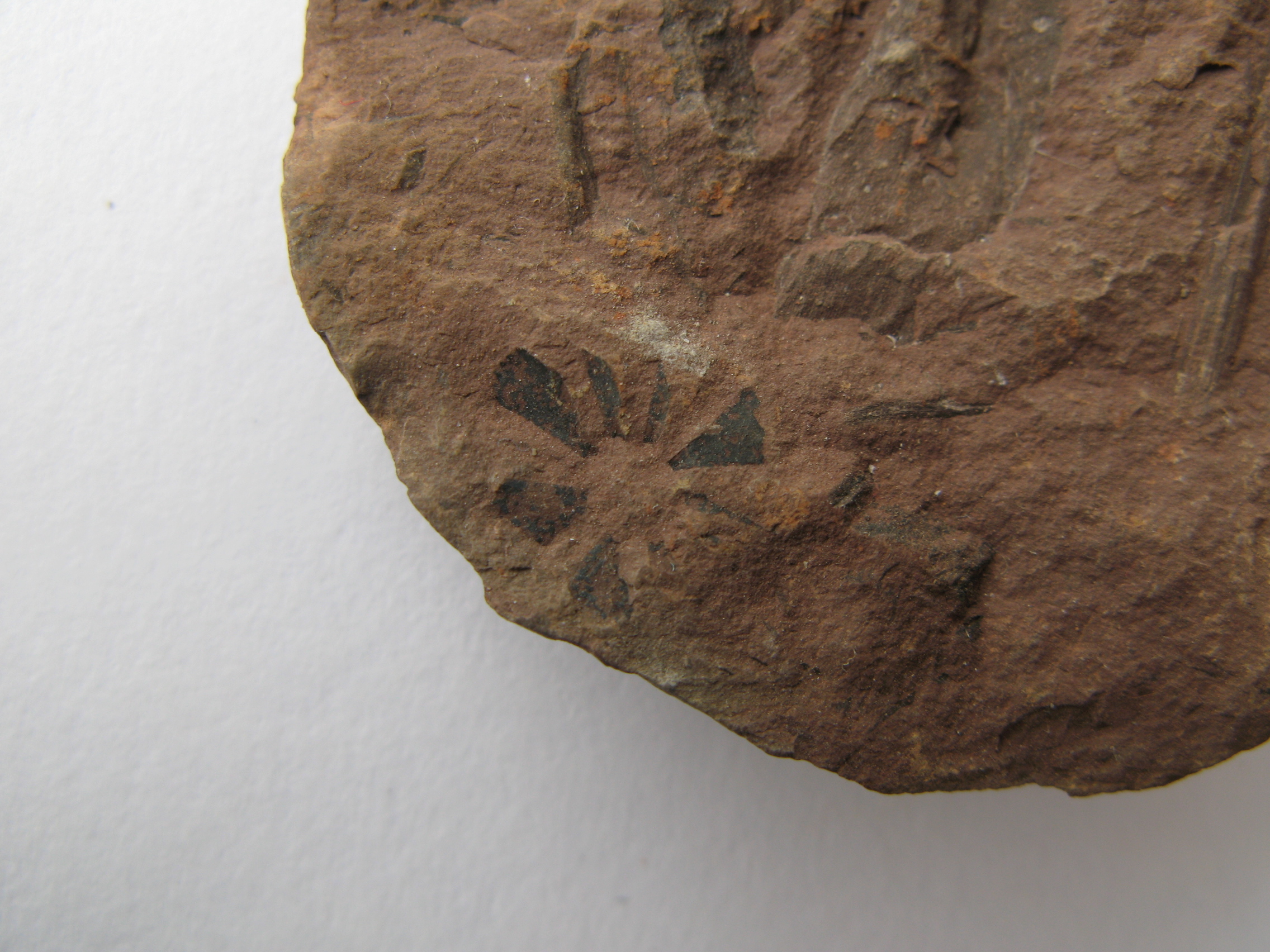 Carboniferous Plants From Poland - Fossil ID - The Fossil Forum