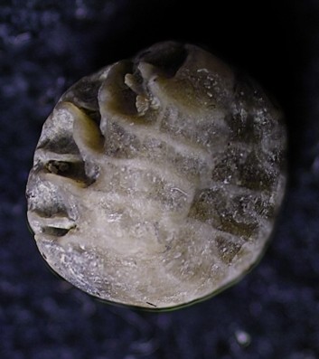 Arkona Shale Unknown Devonian Fossil - Fossil ID - The Fossil Forum