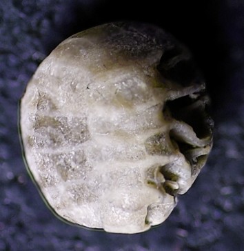 Arkona Shale Unknown Devonian Fossil - Fossil ID - The Fossil Forum