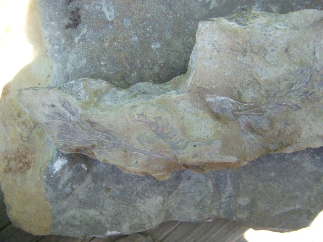 Worm-Like Fossil? - Fossil ID - The Fossil Forum