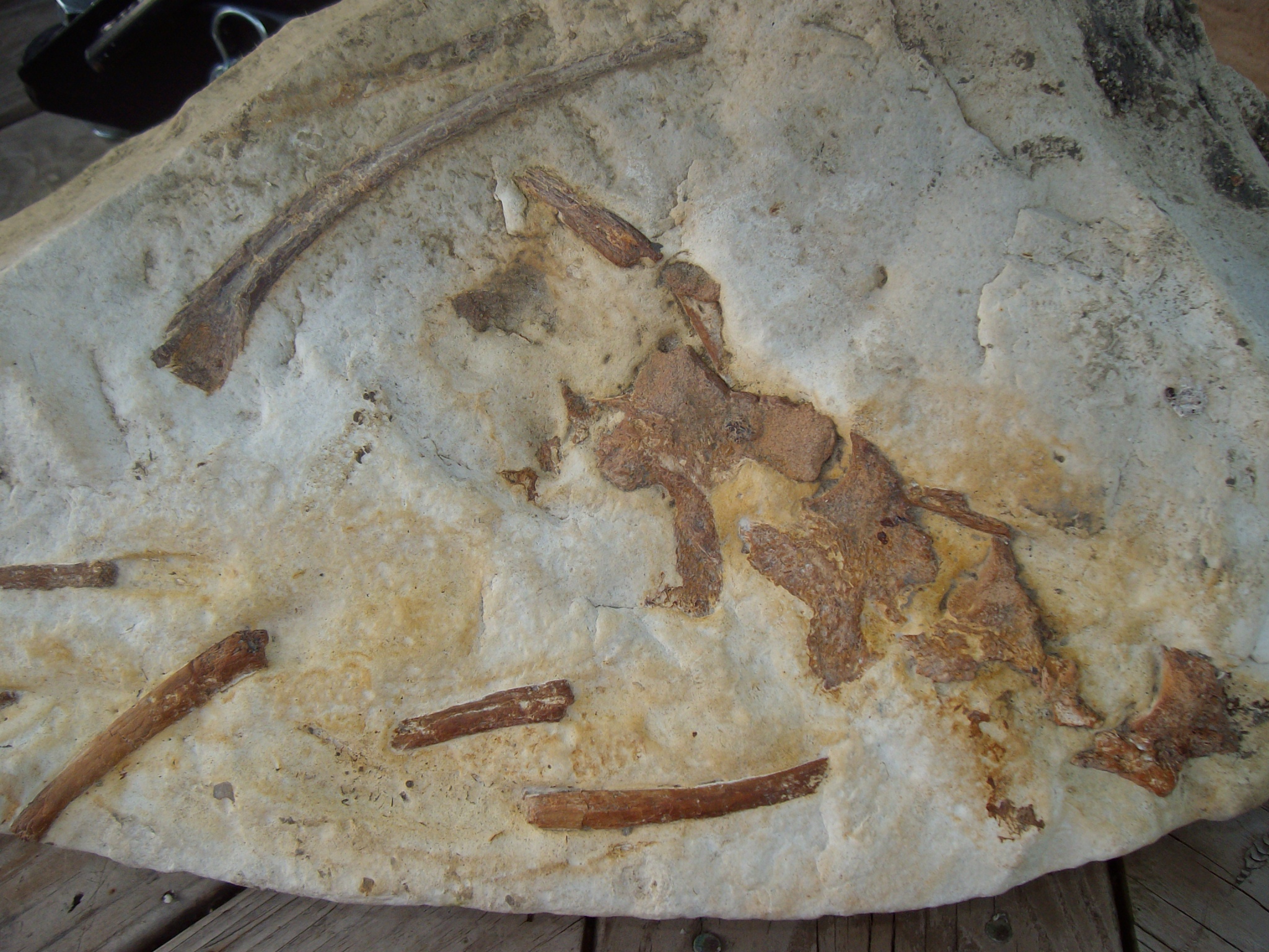 Entries - April 2010 Finds Of The Month - Fossil of the Month - The ...